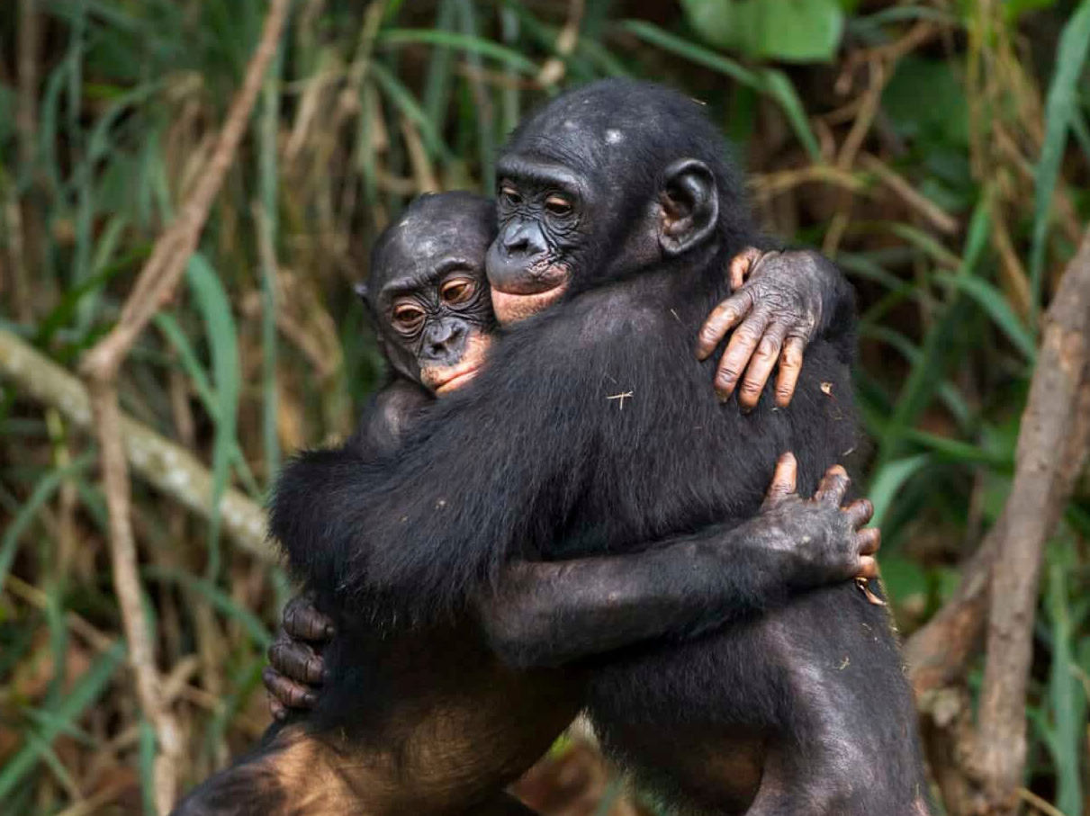 The Ancient Collection Primate Sanctuary